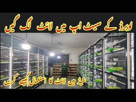 LED LIGHTING IN BREEDING CAGES || ADVANTAGES OF LED LIGHTS IN BREEDING ...