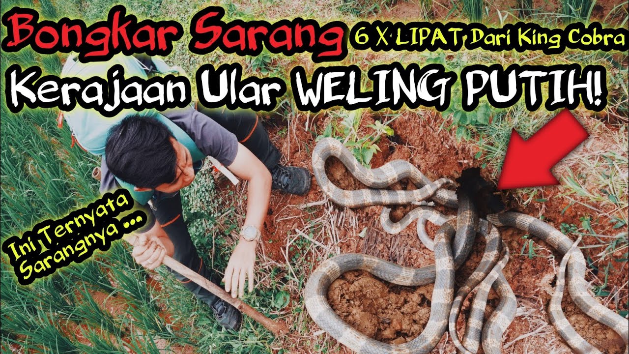 BONGKAR SARANG KERAJAAN ULAR WELING PUTIH YANG DITAKUTI PETANI ...