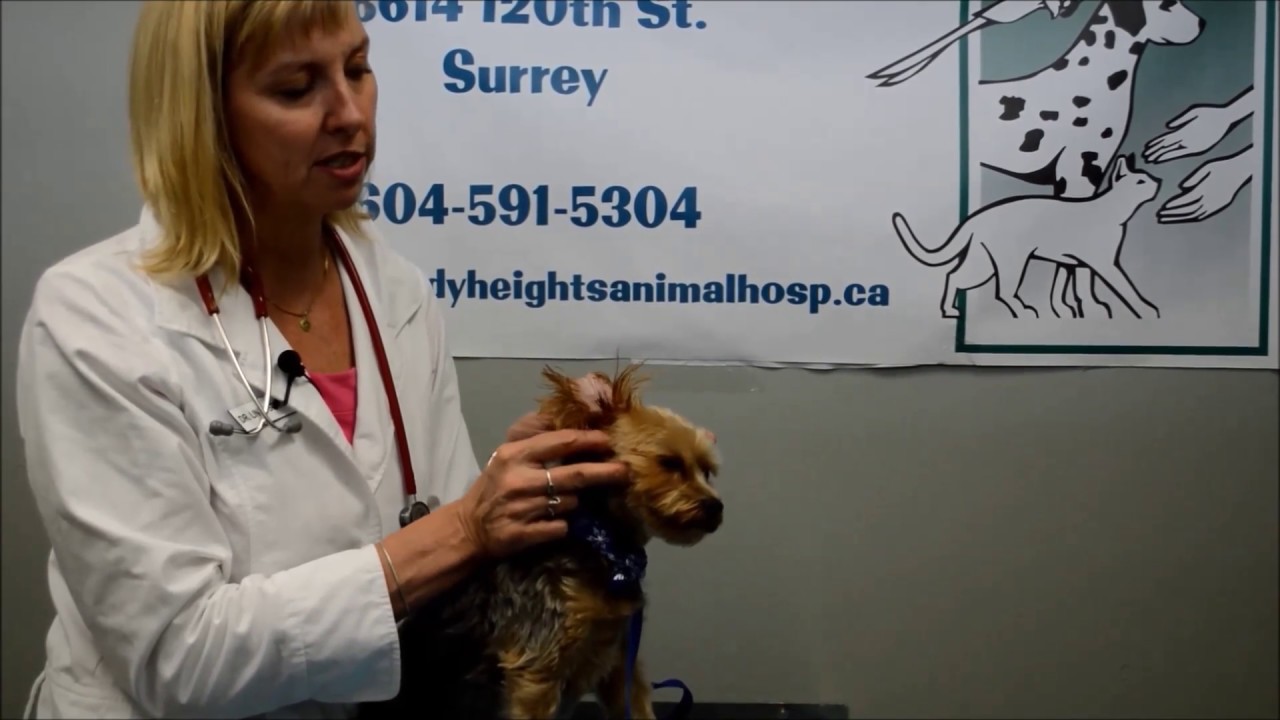 Vet Tips: Giving ear medication - YouTube