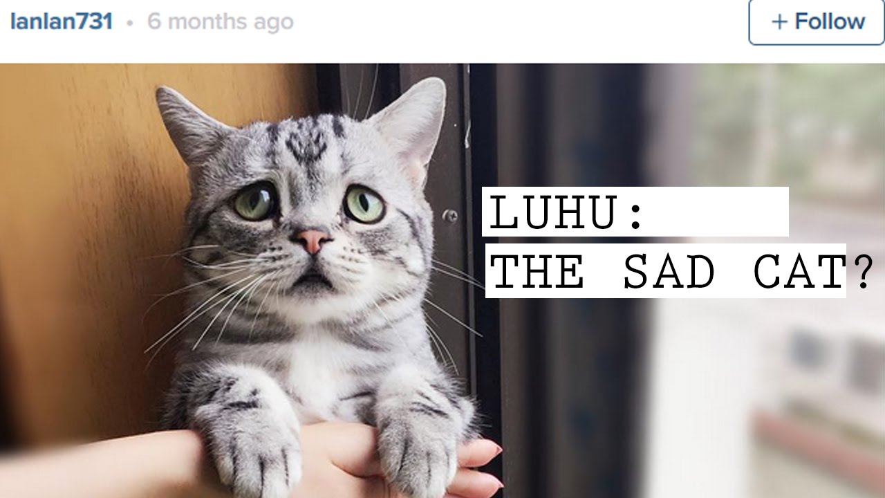 Luhu the Saddest Cat on Instagram - YouTube