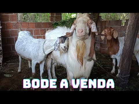 bode a venda no sítio serra verde de João Alfredo PE #Caprinos - YouTube