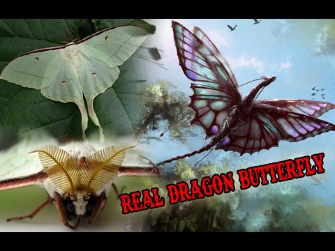 Real Dragon Butterfly found at Chandika Temple Naigaon - YouTube