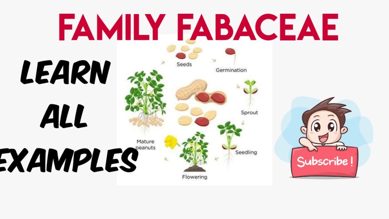 Fabaceae Family||Learn all Examples - YouTube