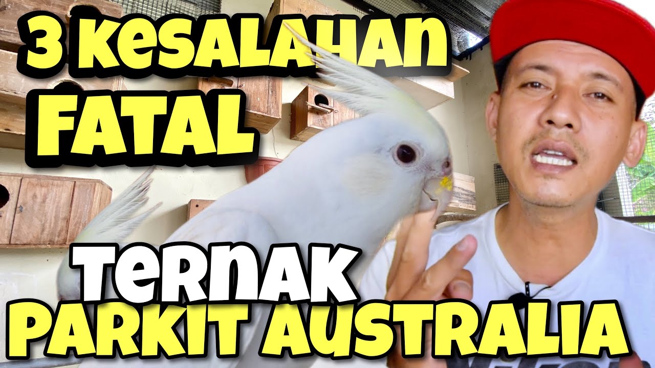 3 KESALAHAN FATAL ️DALAM TERNAK FALK PARKIT AUSTRALIA‼️TANPA KITA SADARI - YouTube
