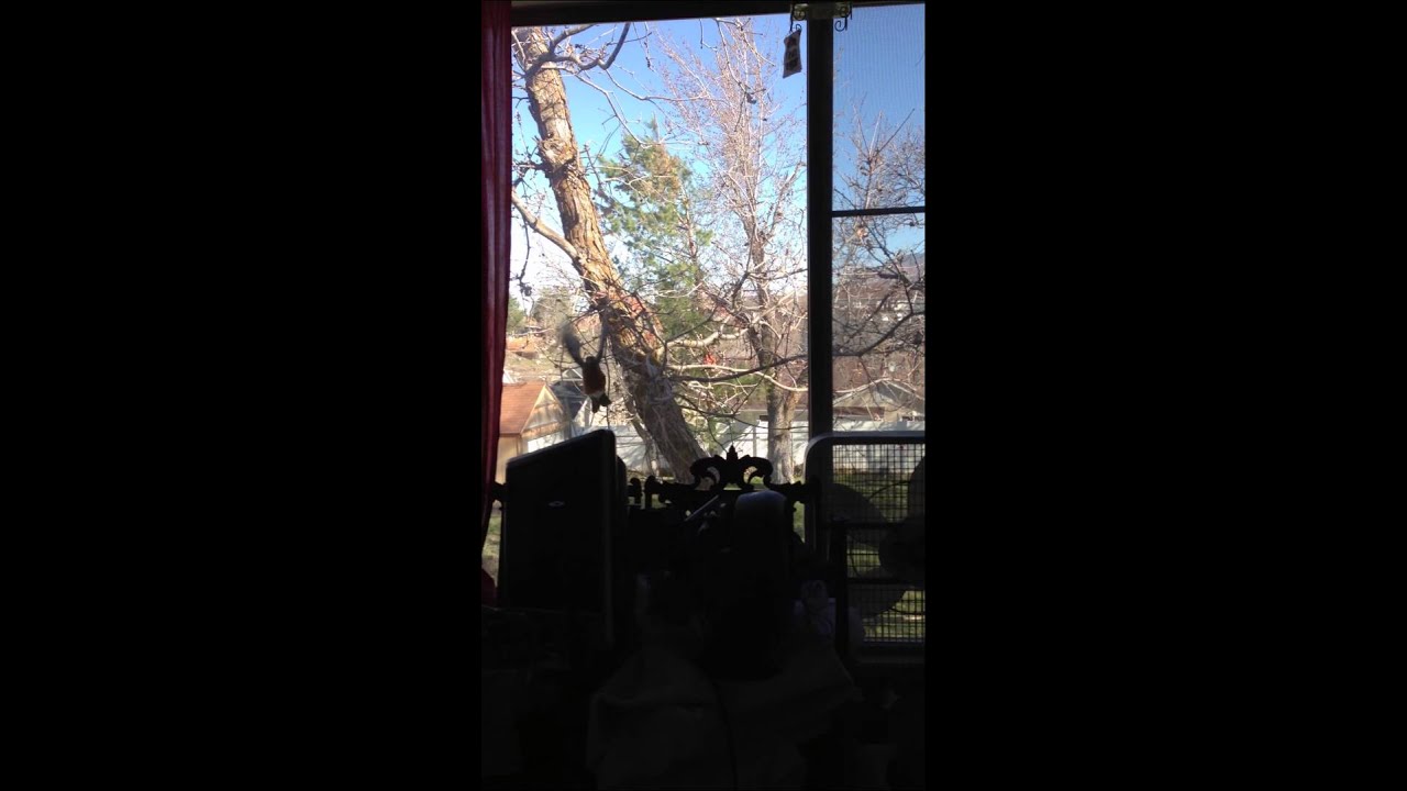 Robin Fighting with Reflection - YouTube