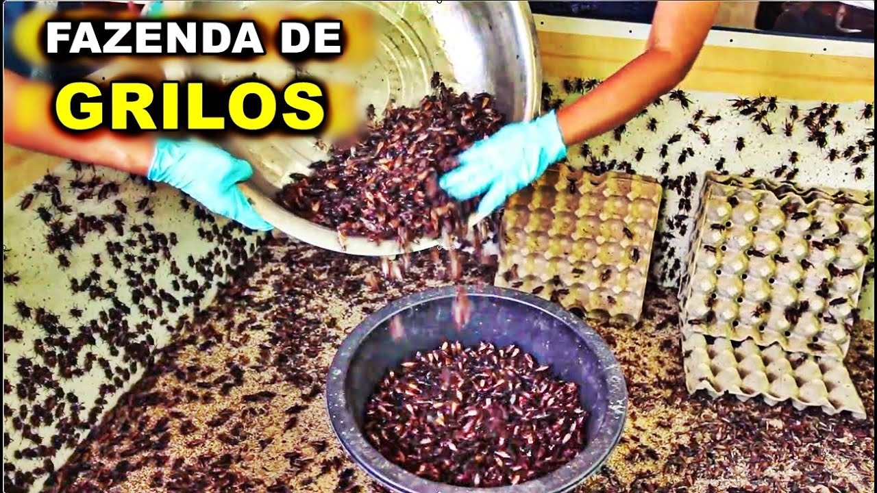 FAZENDA DE GRILOS COMESTÍVEIS - Como MILHÕES de GRILOS são CRIADOS e ...