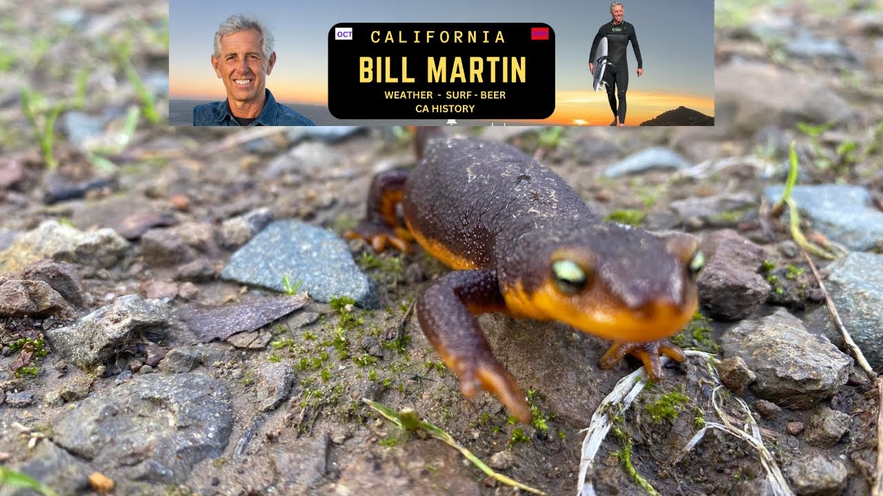 Sneaky Rain This Weekend. Updated model run. Plus Newt Nuggets! - YouTube