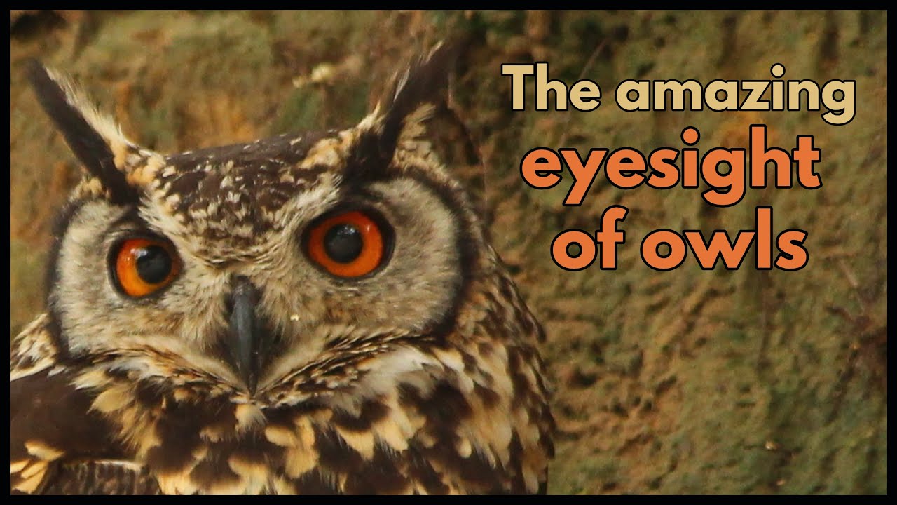 The amazing EYESIGHT OF OWLS - YouTube