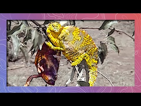 Chameleon Fight Club | Green Chameleon Wins and Loses to Brown ...