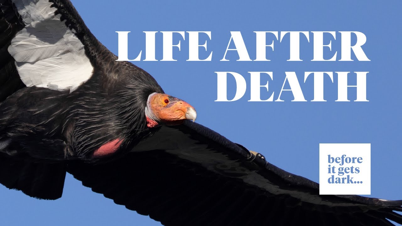 Life After Death, photographing California condors at Pinnacles ...