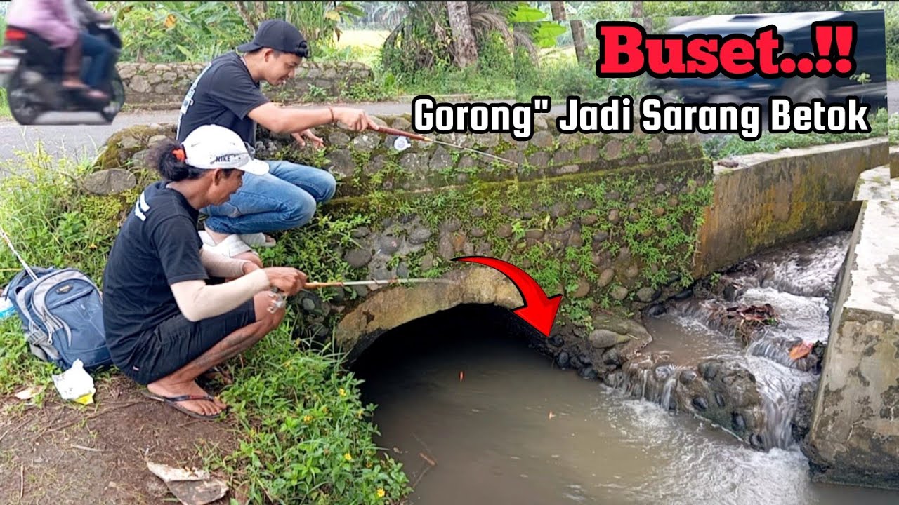 MANCING IKAN BETOK DI GORONG GORONG SELOKAN PINGGIR JALAN - YouTube