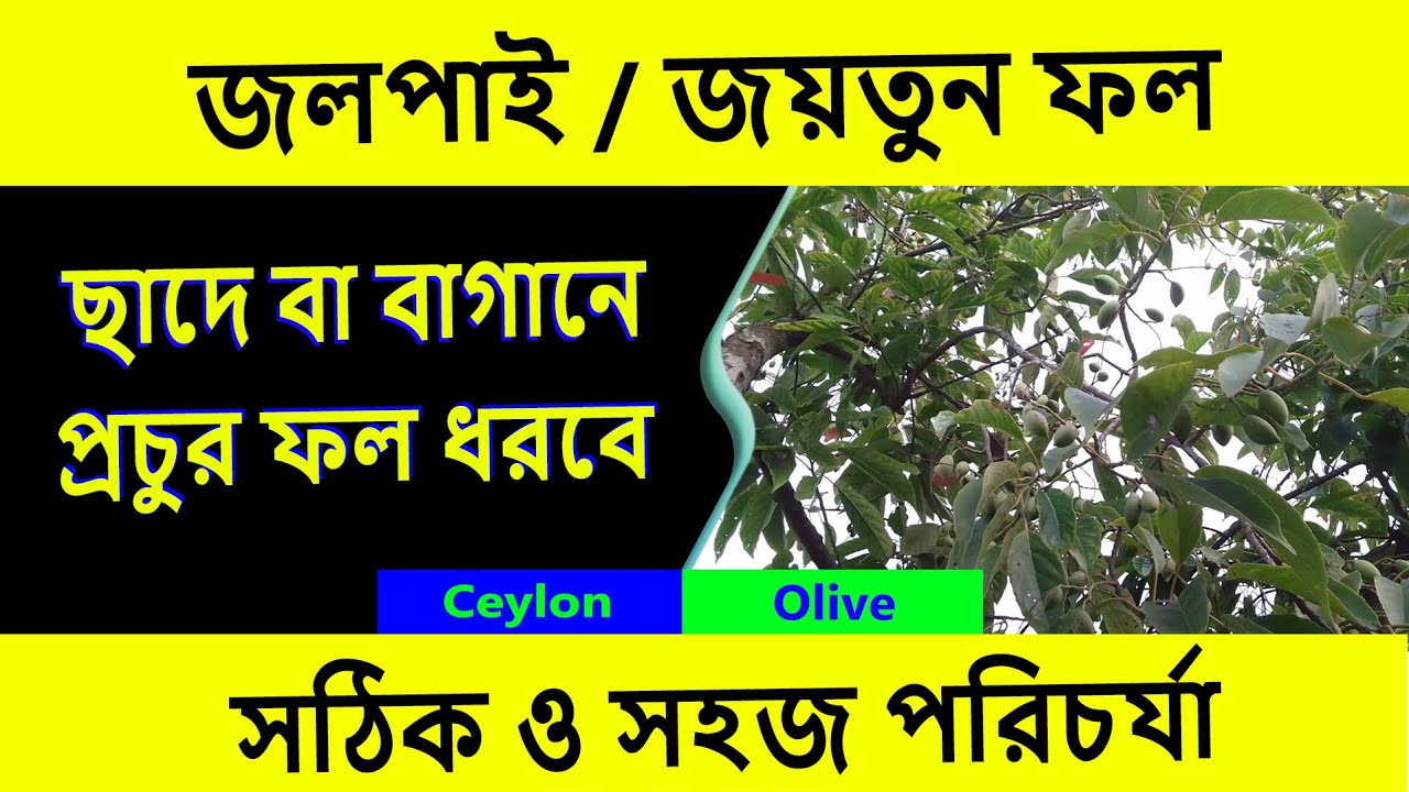 Ceylon Olive : Growing Olive Trees in Garden | Olives Plant Care ...