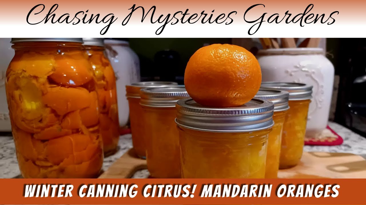 Seasonal canning in winter??? Canning Mandarin Oranges - YouTube