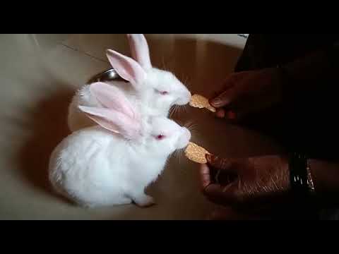 honey bunny injoy #honey #bunny #honey-bunny#shorts #animls#yukren #rshiya #rabbit