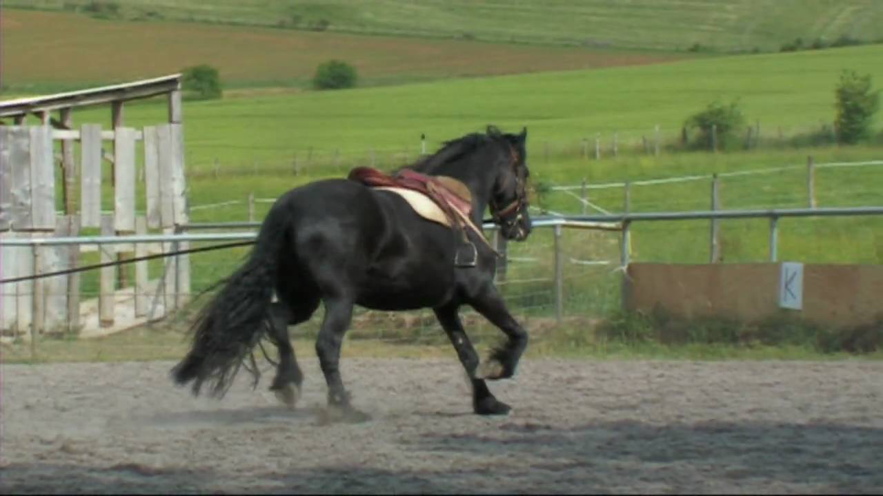 Jument frison sport au débourrage - Episode 2 - YouTube