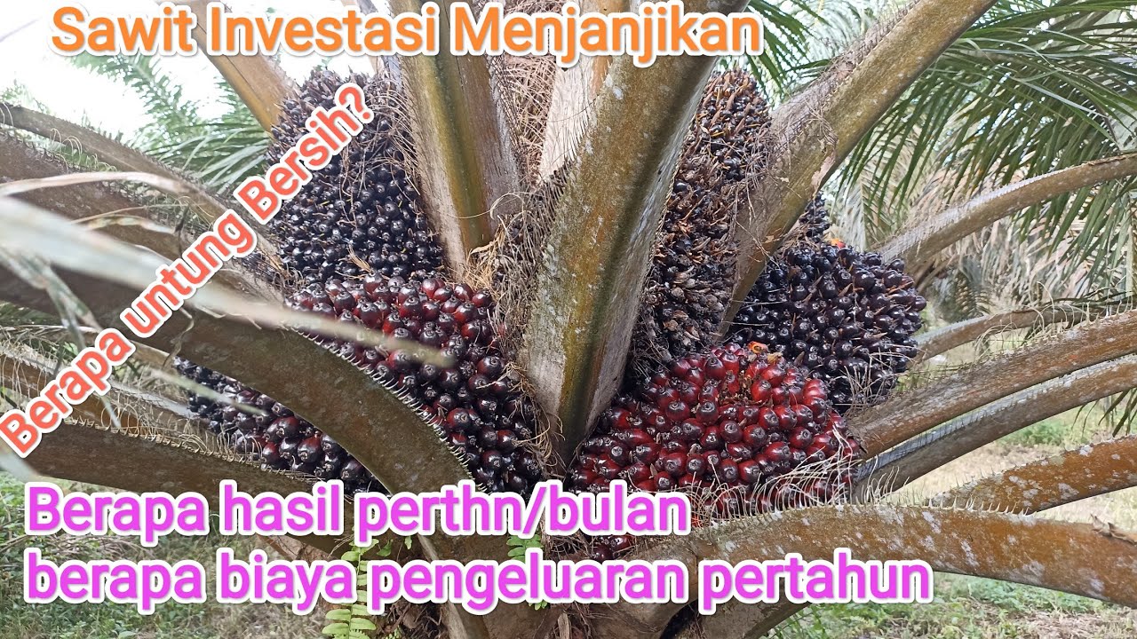 Berapa Penghasilan Kebun Kelapa Sawit Satu Hektar Pertahun perbulan