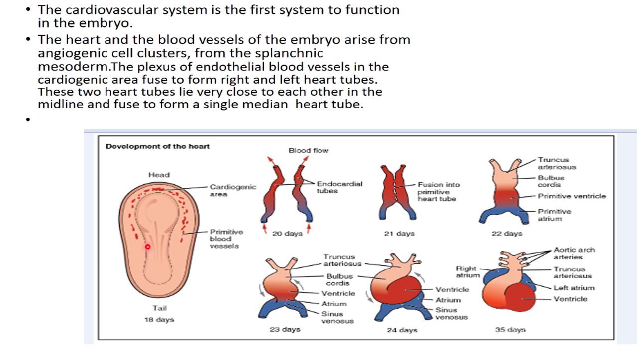 Embryology Of Heart