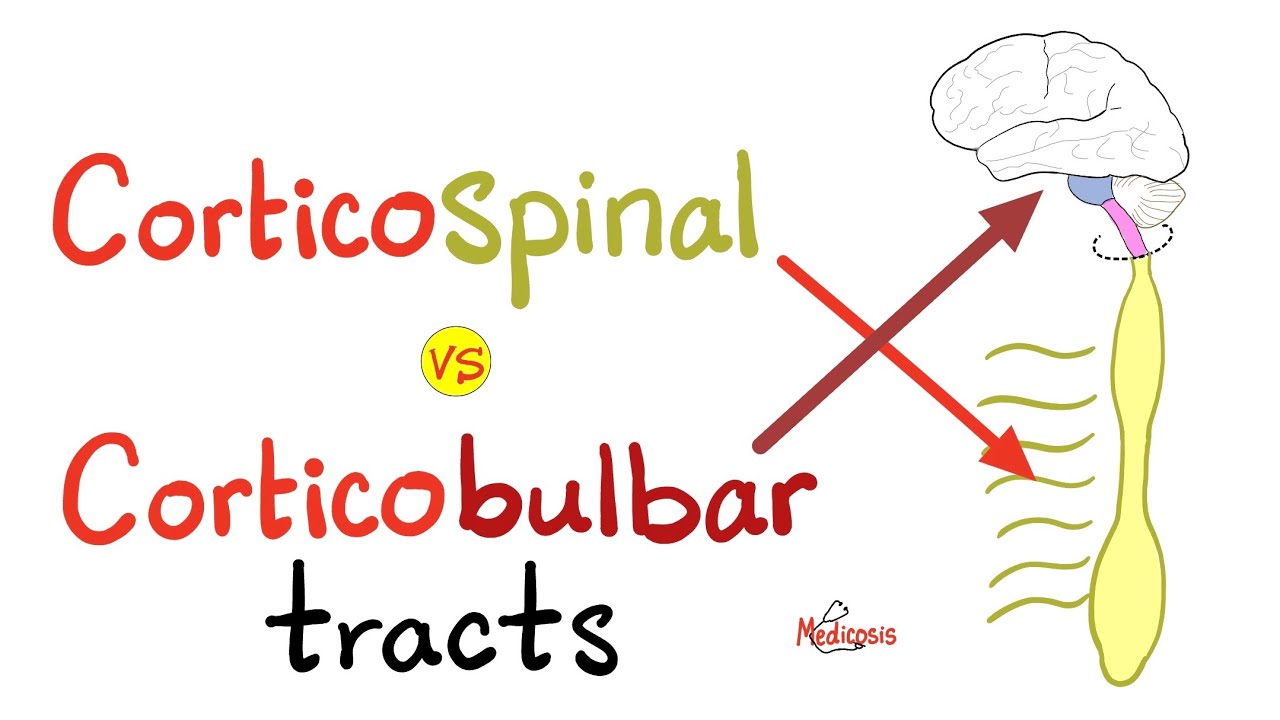 Corticobulbar Tract Vs Corticospinal Tract Pyramidal Tract Motor