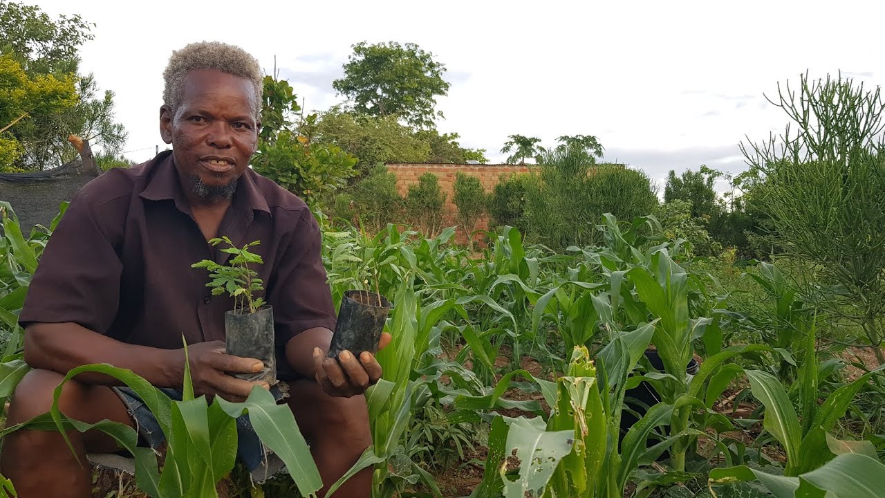 Agroforestry pilot: We planted maize with leucaena - YouTube