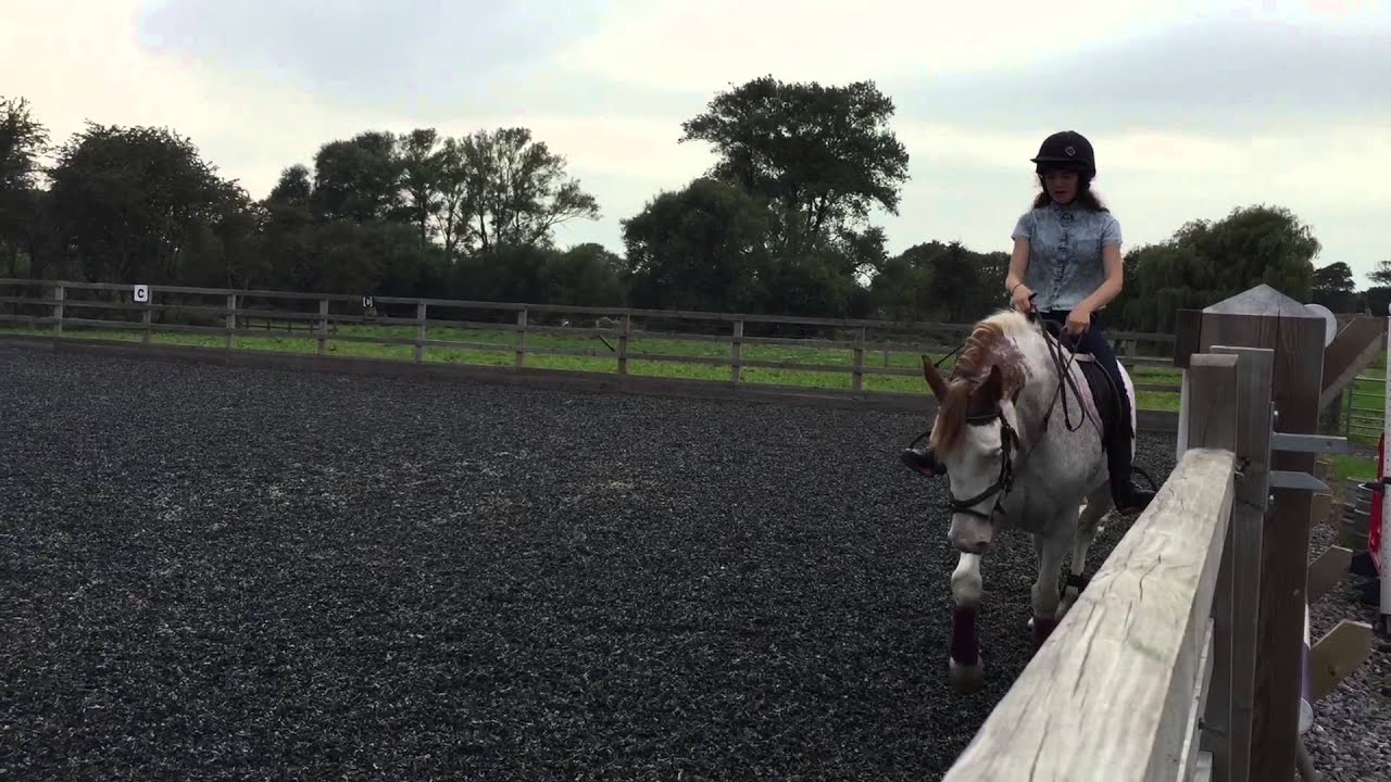 Some of honey flatwork today - raws - YouTube