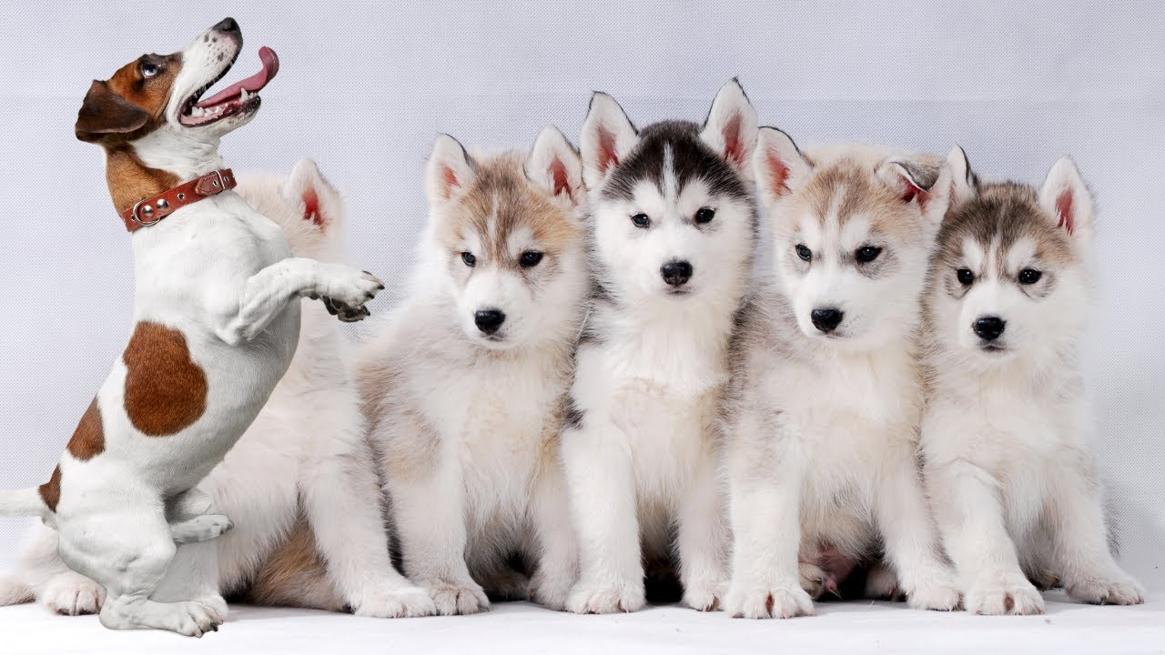 Learn dogs. Dogs sound. Cute puppy’s - YouTube