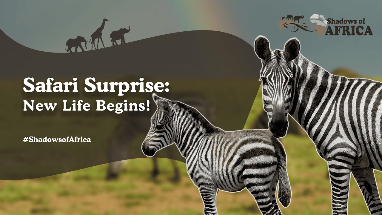 Incredible! Zebra Gives Birth on Safari, Serengeti, Tanzania - YouTube