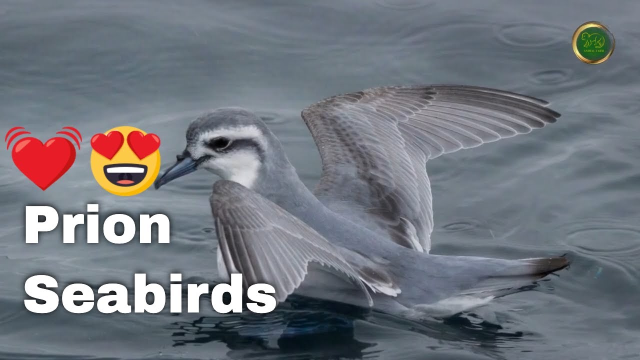 Prion Seabirds - Guide to Seabirds - Antarctica Birdwatching Tour - # ...