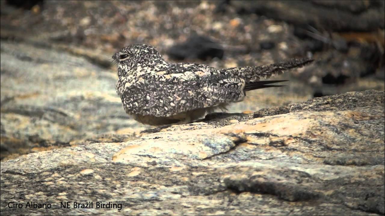 Pygmy Nightjar - Bacurauzinho-da-caatinga - Hydropsalis hirundinacea ...