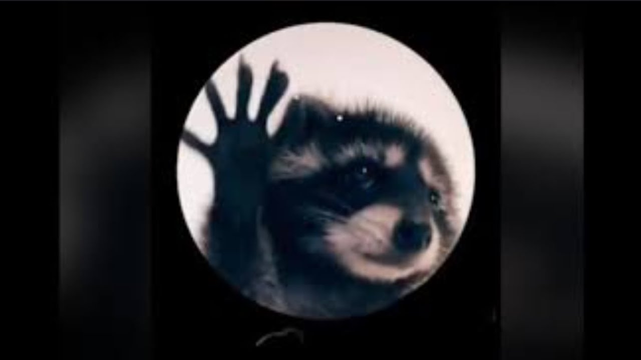 pedro song 🦝/ PEDRO (letra español) Raffaella carrà, jaxomy, Agatino ...