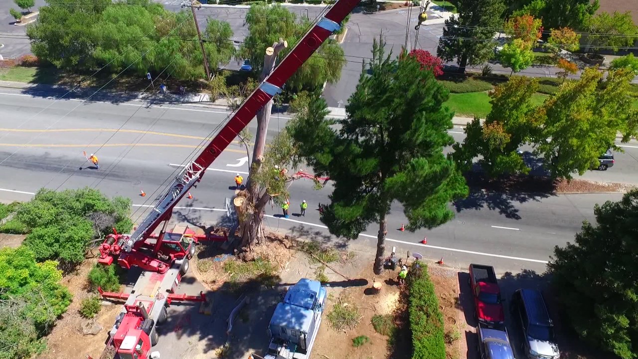 Mountain F Enterprises, Utility Tree Contractor for PG&E - YouTube