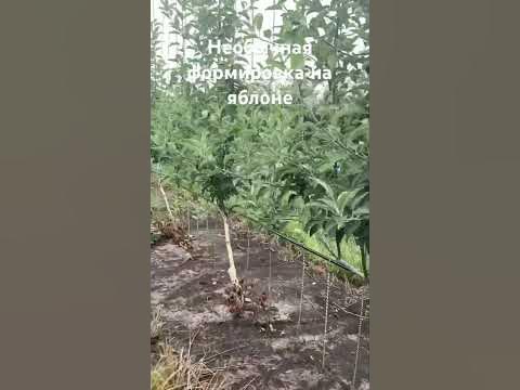 Яблоня на шпалере - YouTube