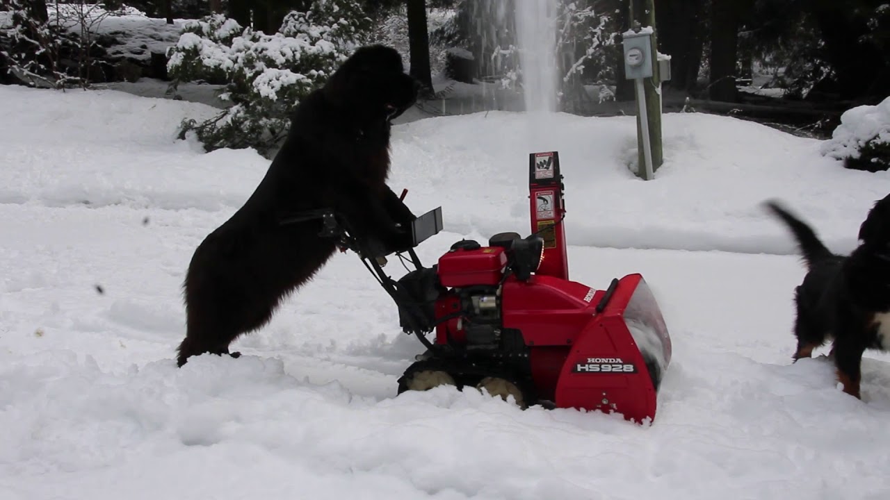 Dog Operates Snowblower - YouTube