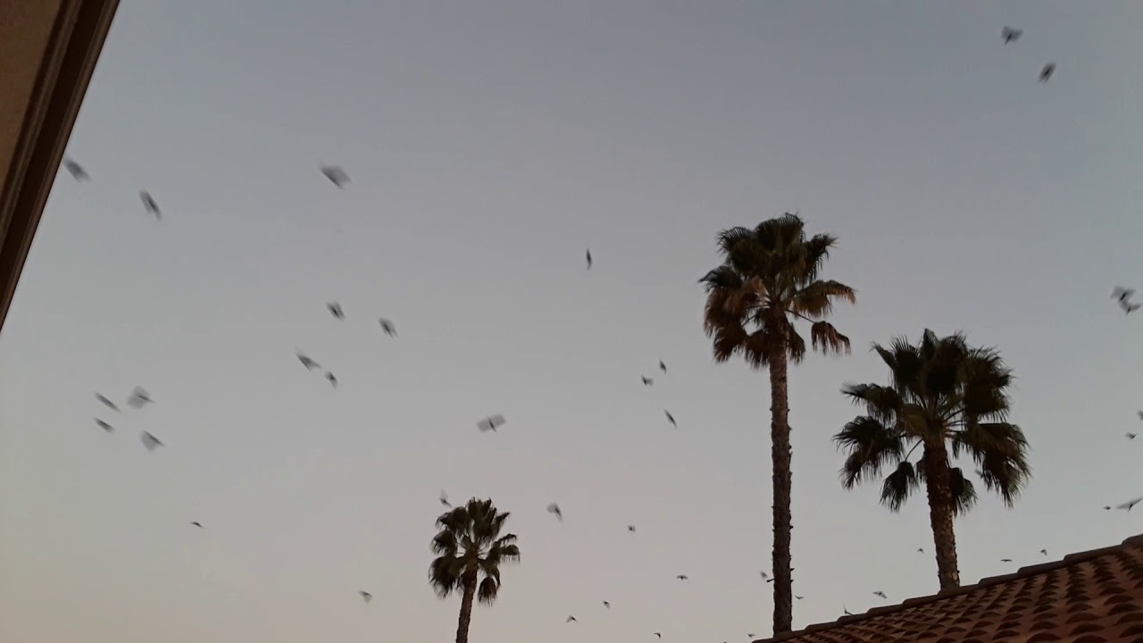 Invasion of Crows in Southern California - YouTube