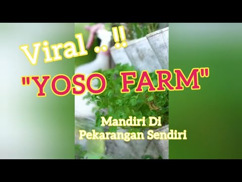 SOS - HA - MAN. (VIRAL). "Yoso Farm .. Mandiri Pangan Dari Pekarangan Sendiri." #berkebun # ...