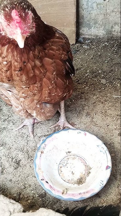 Aseel Hen Giving Egg on a Floor - YouTube