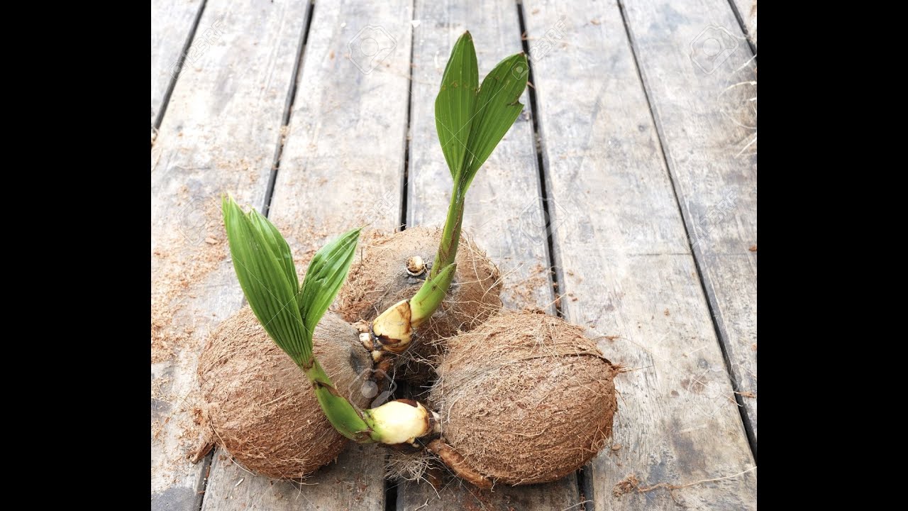Baby Coconut Tree Update - YouTube