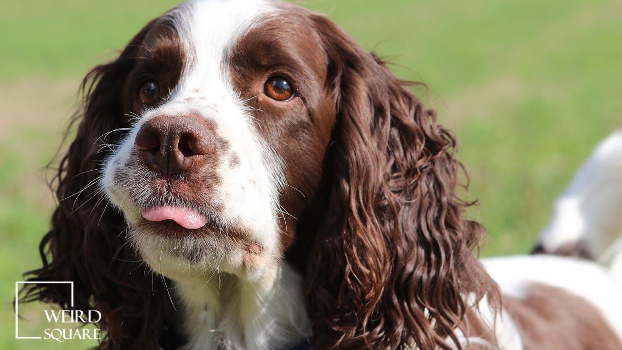 Field English Springer Spaniel