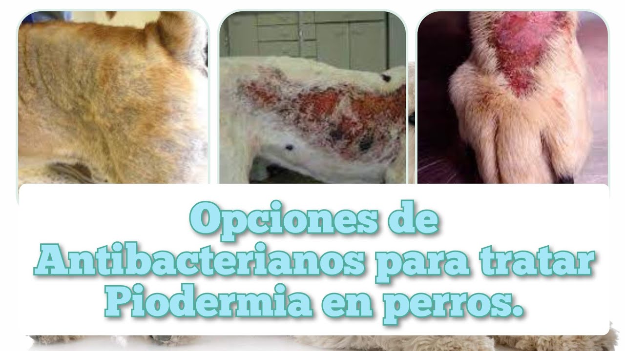 Antibacterianos utilizados para el tratamiento de Pioderma 🐕👌 # ...