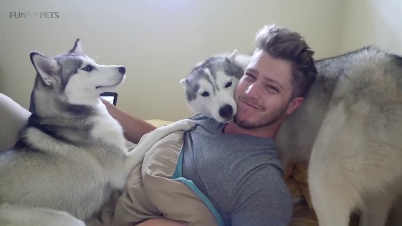 Big Dogs Thinking They're Lap Dogs 🐶 Funny Big Dogs [Funny Pets](Full ...