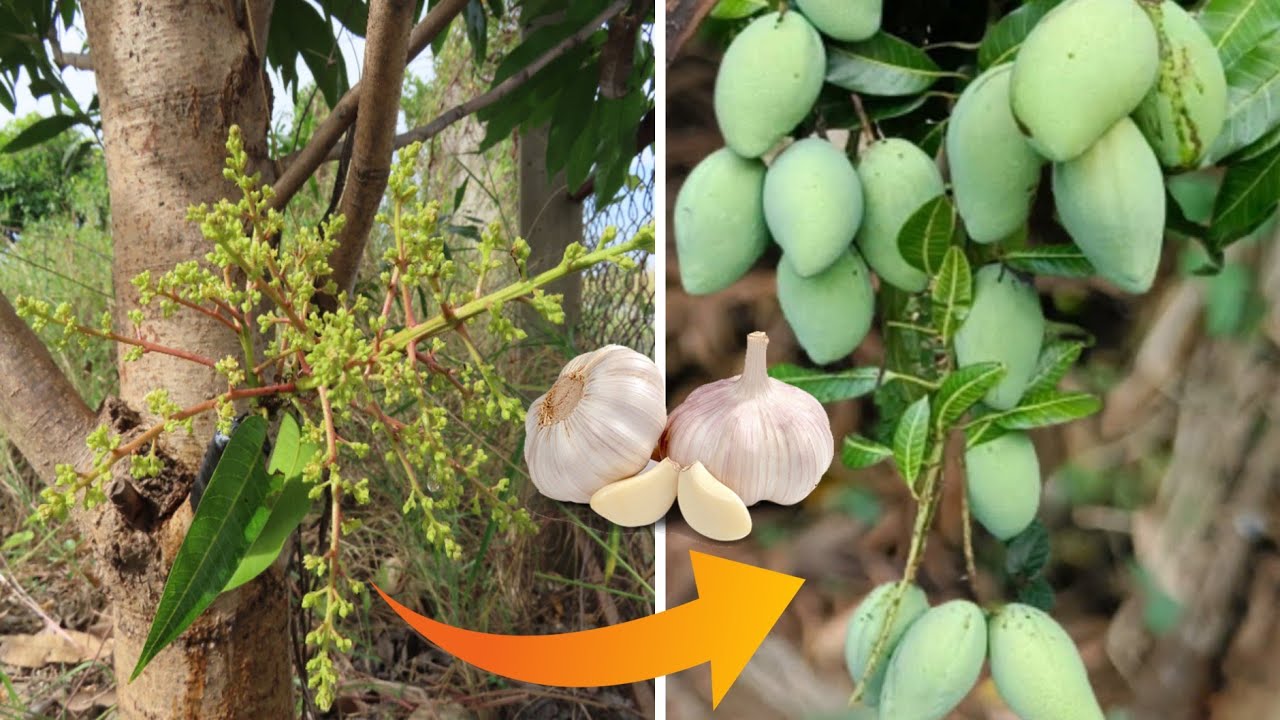 The best Skill Graft Mango Tree Growing Quickly Get a lot of fruit 100% ...