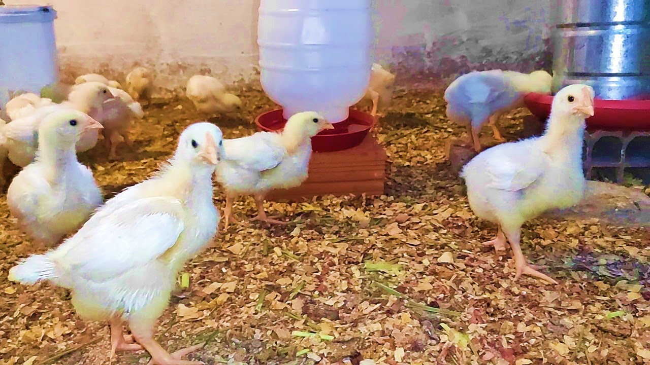 PINTINHOS DE 20 DIAS | VEJA COMO JÁ ESTÃO OS PINTINHOS - YouTube