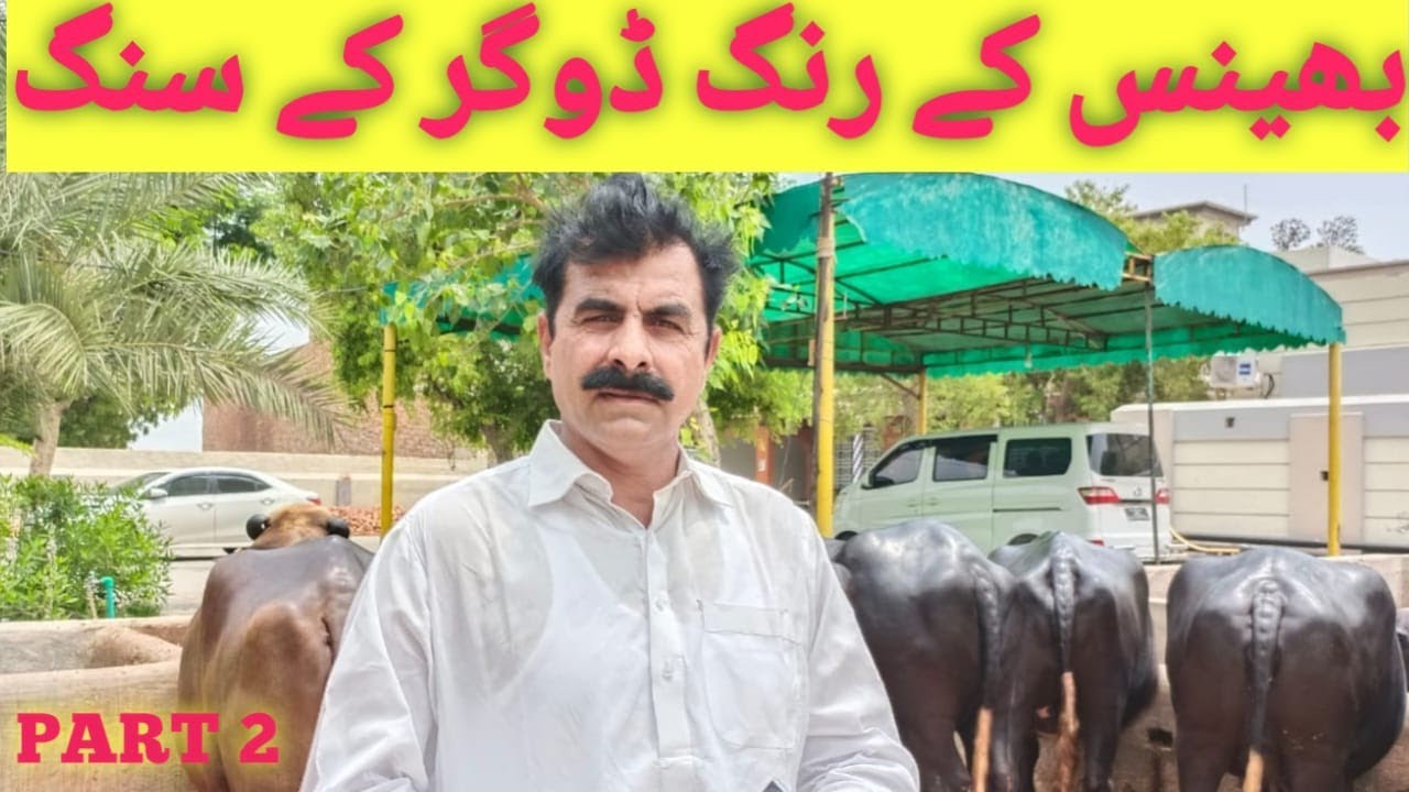 Haji Shoket Doger Farm Part 2 || Beautiful High Milking Buffaloes ...