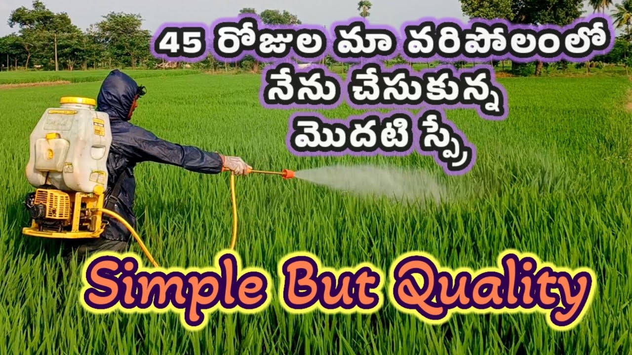 వరిలో మొగిపురుగు ఆకుముడుత పురుగు నివారణ | Stemborer & Leaf folder ...