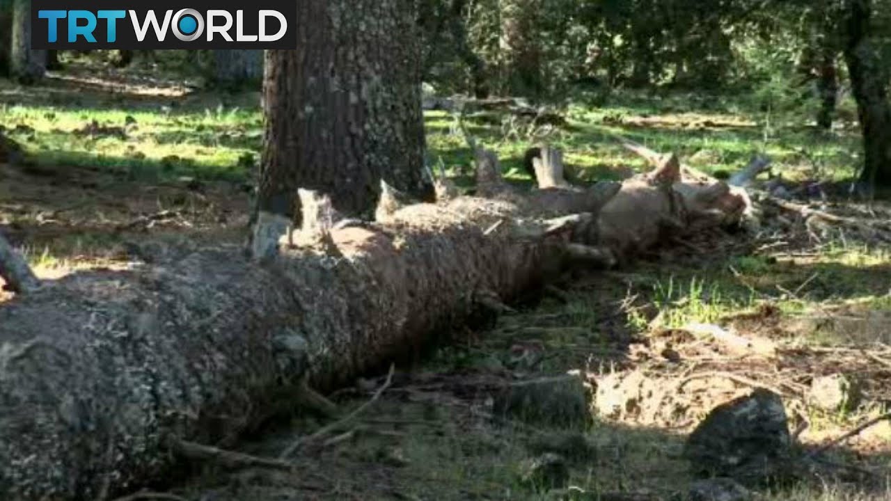 Morocco Forests: Country starts tree-replanting programme - YouTube