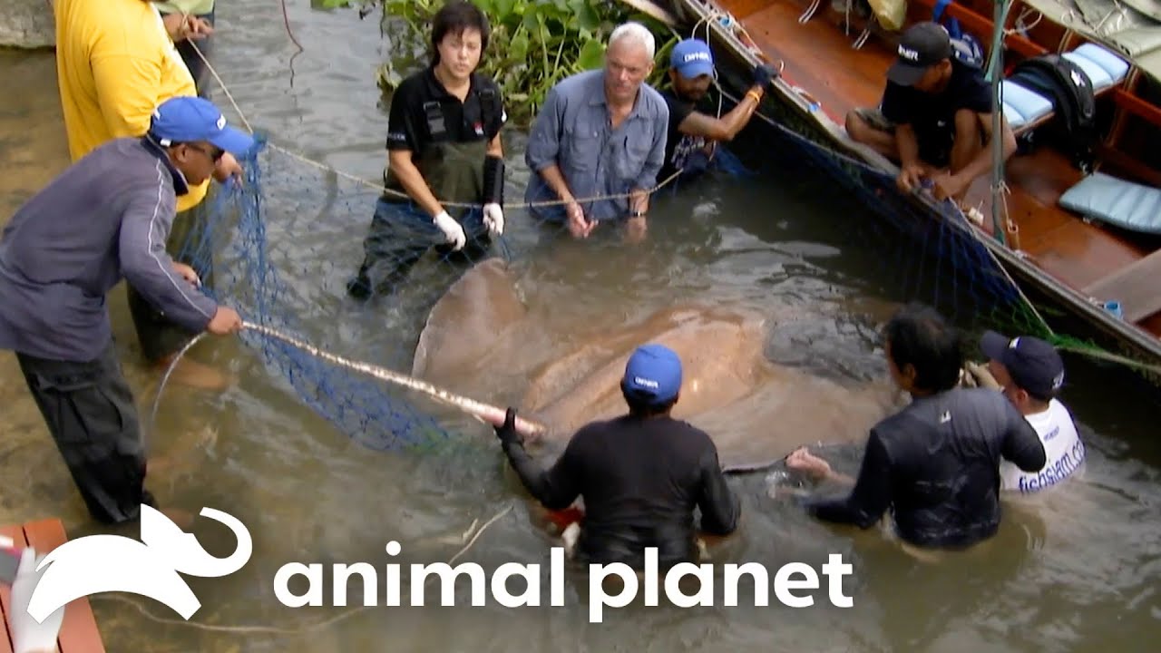 Jeremy Wade Catches a GIGANTIC Stingray | River Monsters | Animal ...