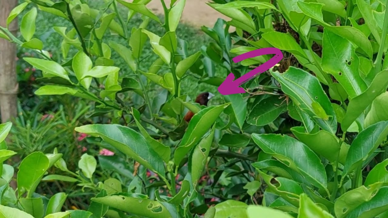 Mayang pula ("red Maya"). Part 3. - YouTube