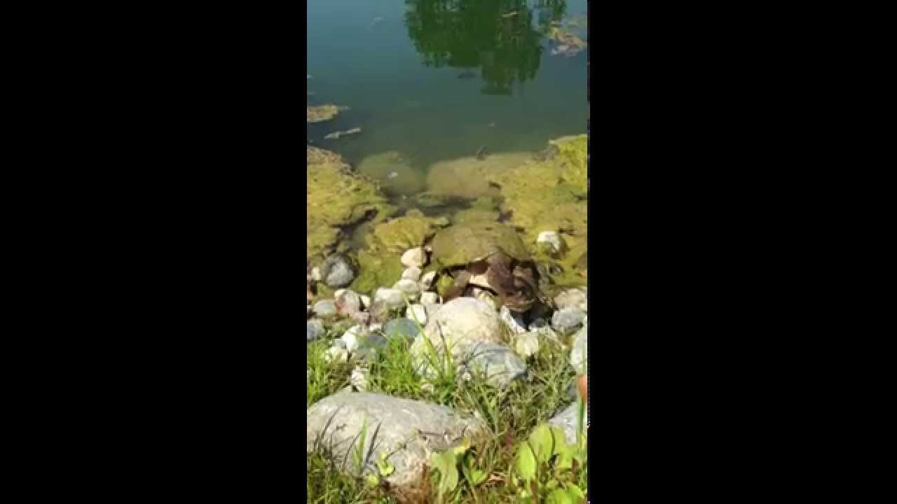 Feeding Hotdog to Snapping Turtle - YouTube