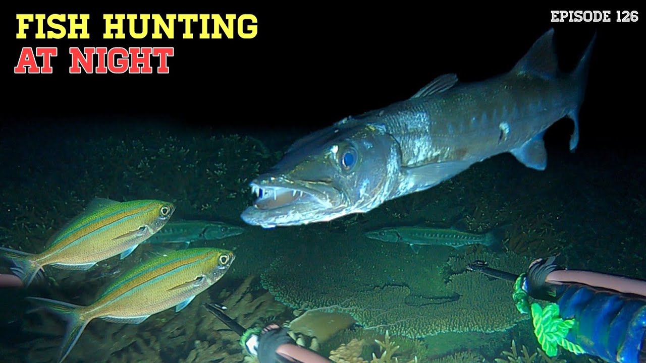 NIGHT SPEARFISHING EPISODE 126 | FISH HUNTING AT NIGHT - YouTube