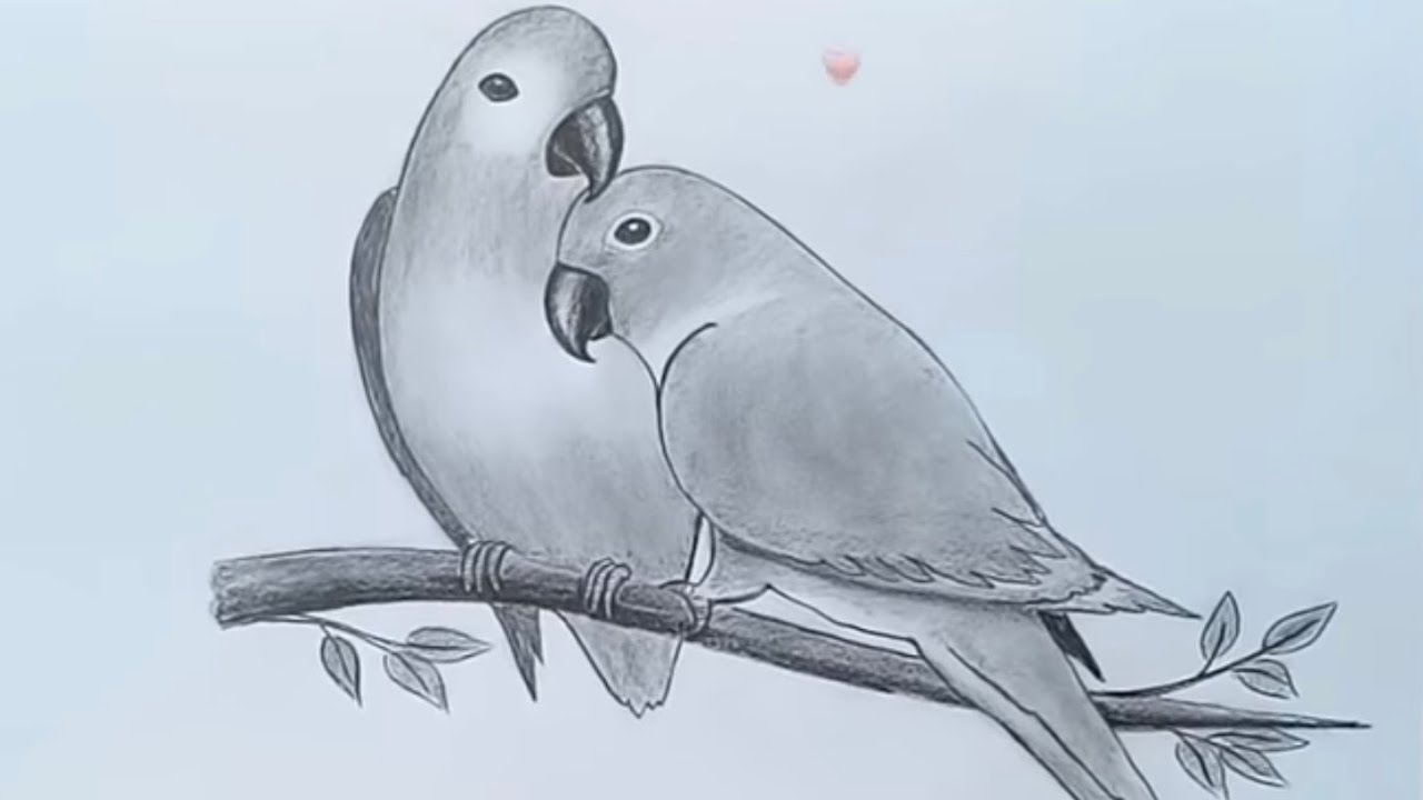 Two parrots in love by pencil sketch | j j drawing | drawing class ...