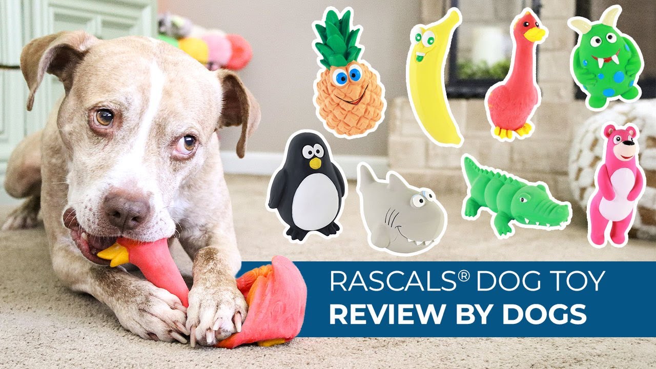 Rascals Dog Toys: Reviewed by Real Canine Experts 🐾 | Coastal Pet ...